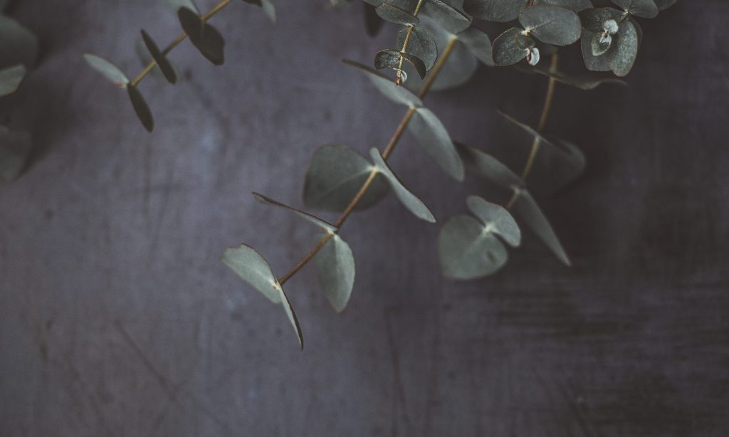 cropped-annie-spratt-533330-unsplash.jpg – Collegiate Abbey